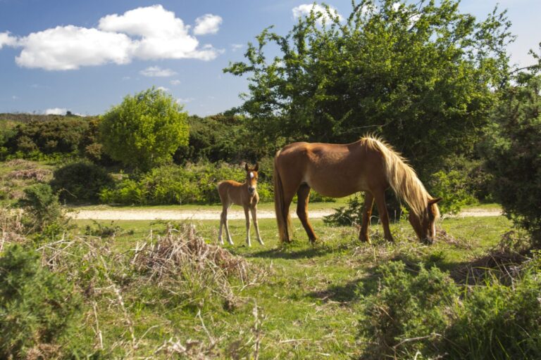 Ashurst & Ashurst Bridge - Fells Gulliver